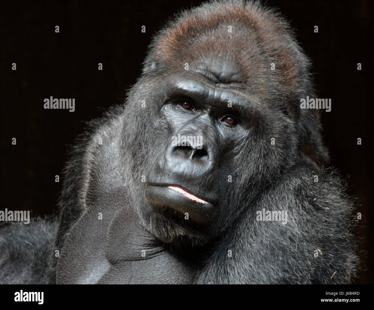 mammal portrait monkey mimic art gorilla anthropoid pose mammal ...