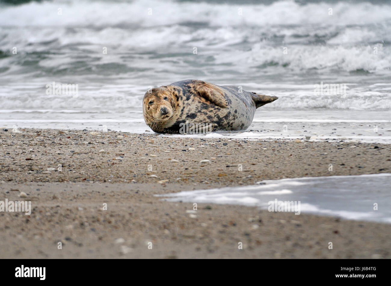 animals beach seaside the beach seashore water north sea salt water sea ...