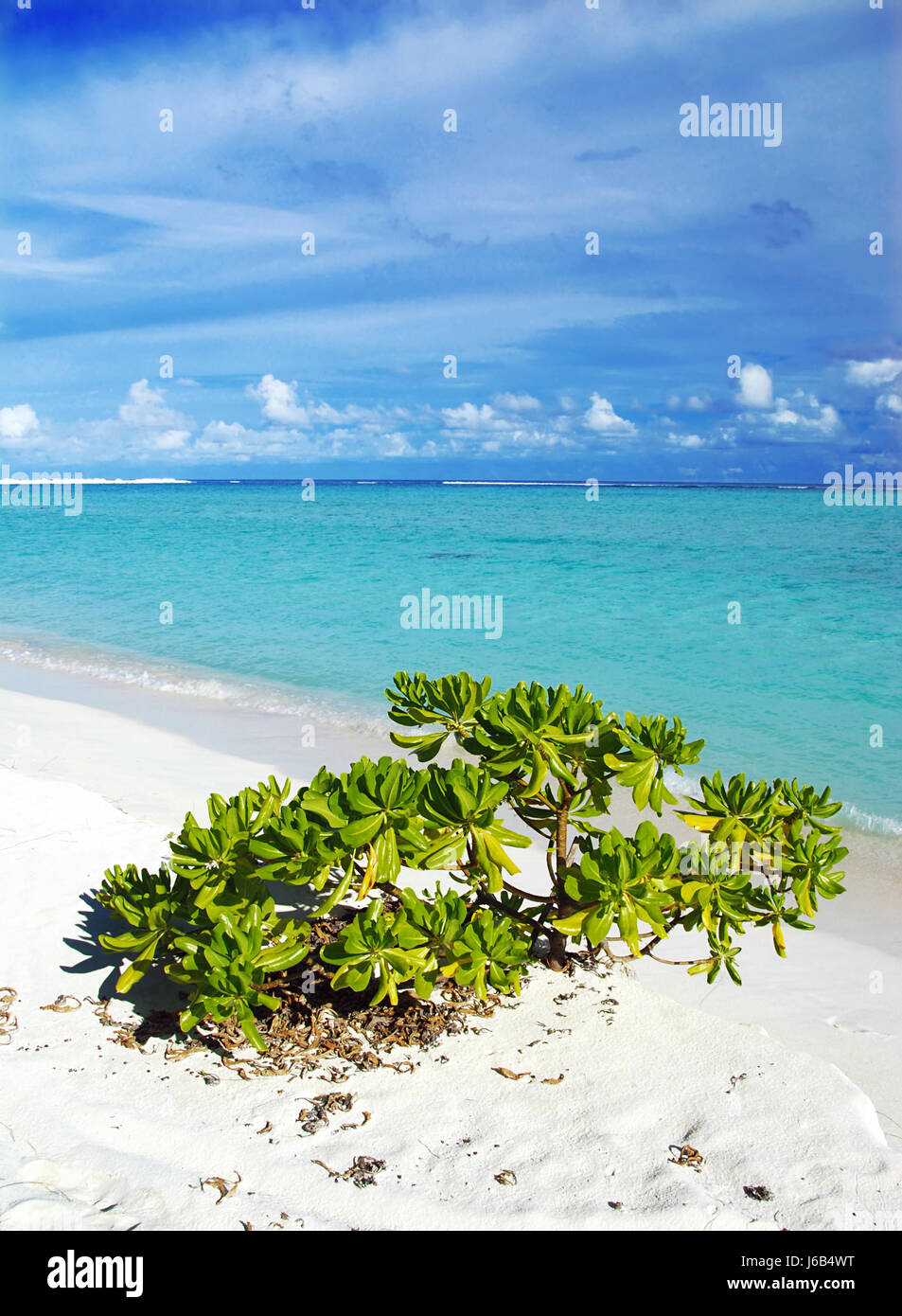 beach seaside the beach seashore maldives vegetation landscape scenery ...
