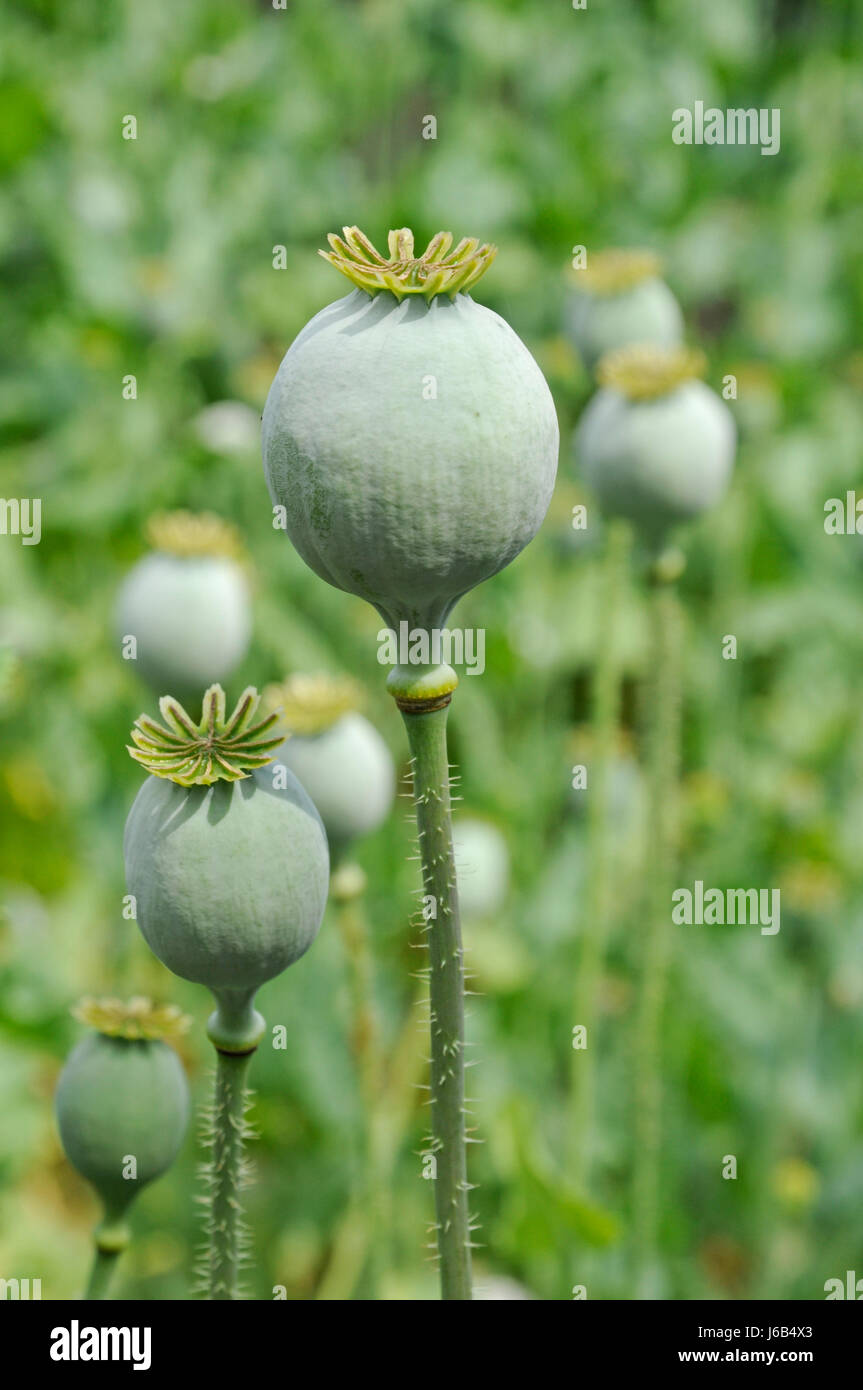 botany sperm poppy capsule plant mohnkapseln mohnkapsel papaver ...