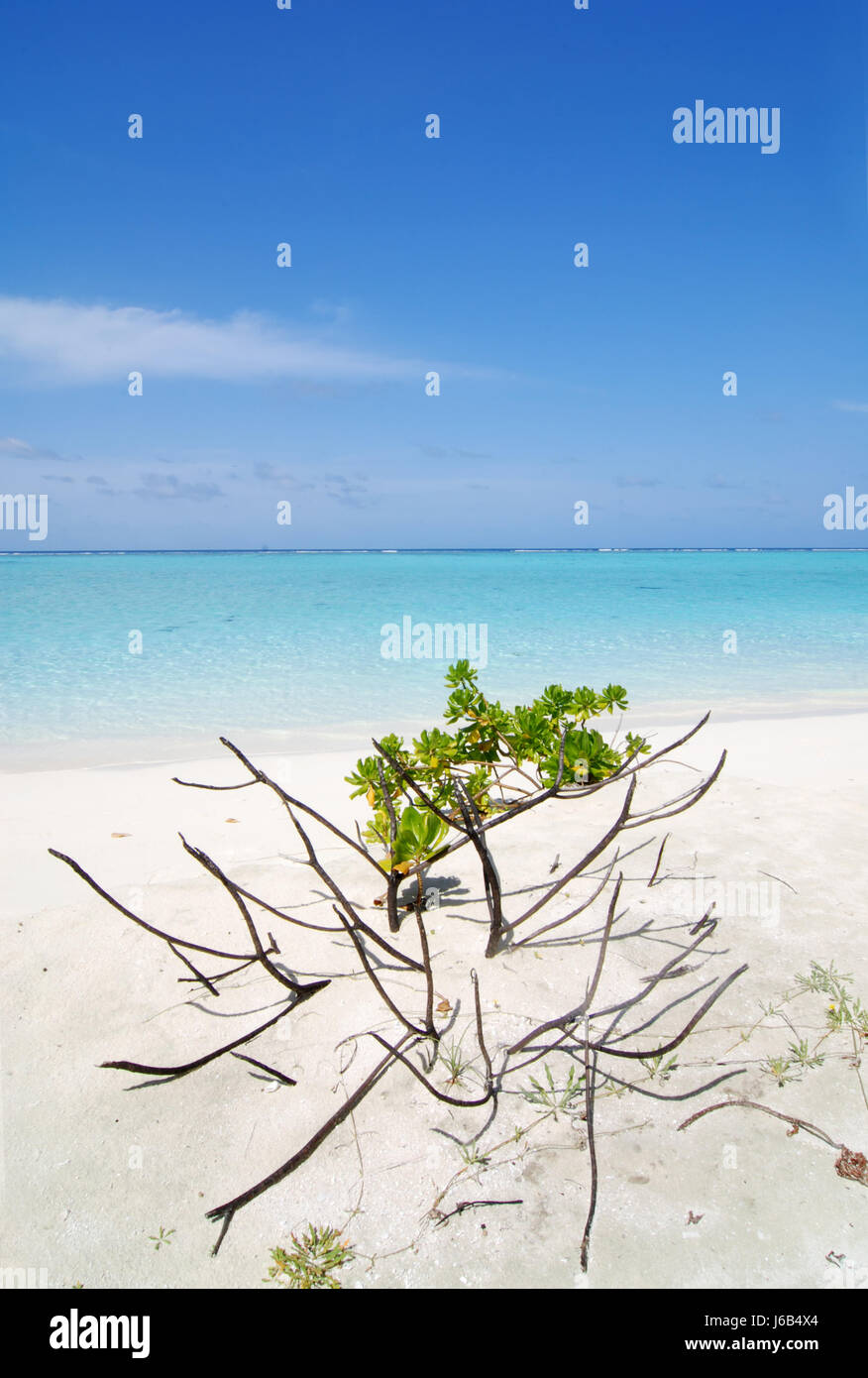 beach seaside the beach seashore maldives vegetation landscape scenery ...