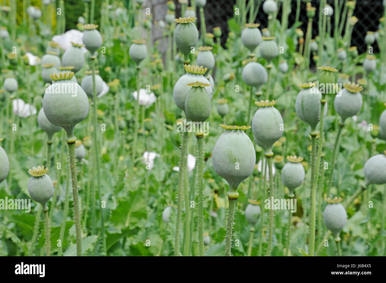 botany sperm poppy capsule plant mohnkapseln mohnkapsel papaver ...
