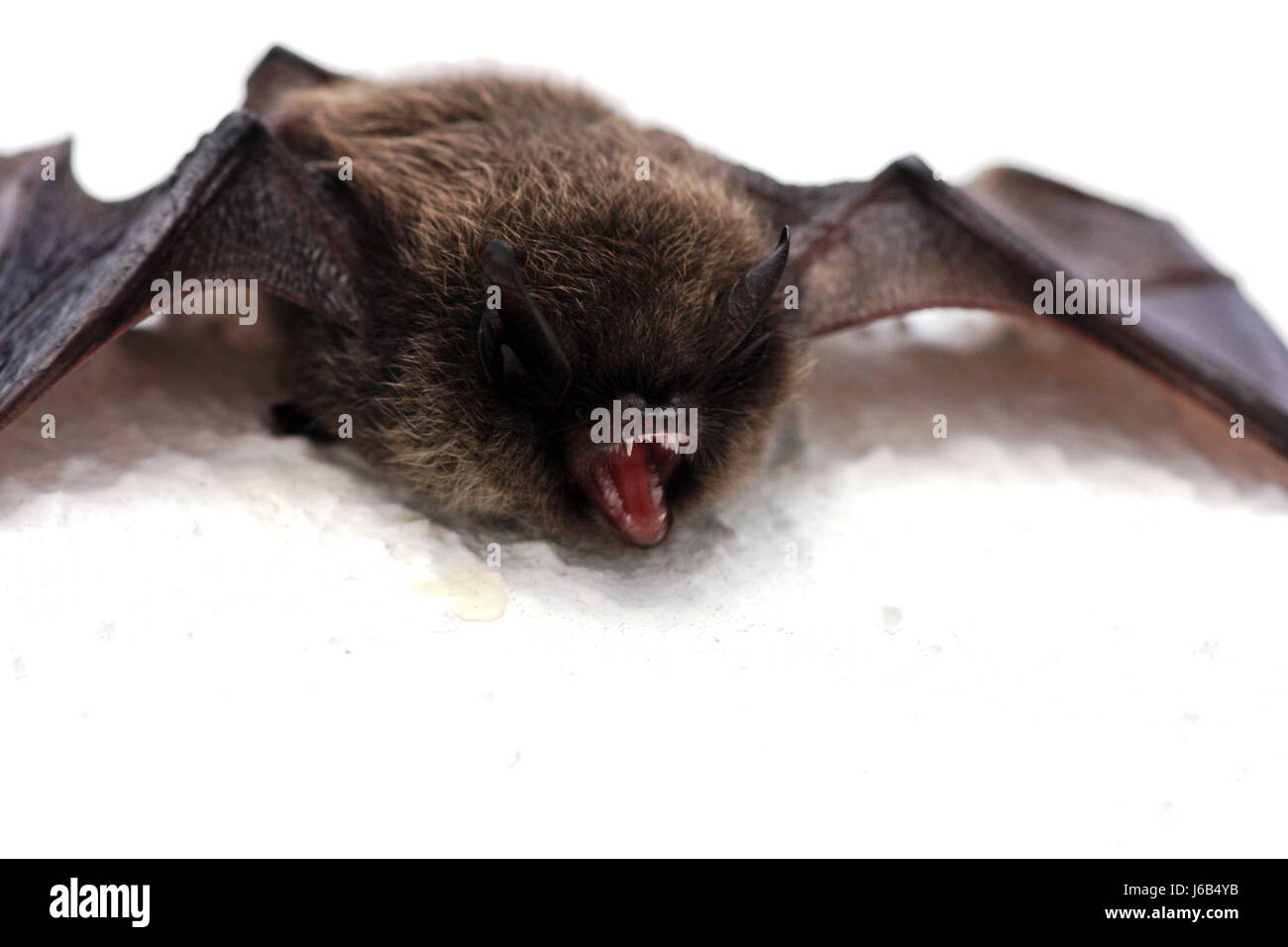 mammal night nighttime facade wildlife bat dark wall mammal night ...