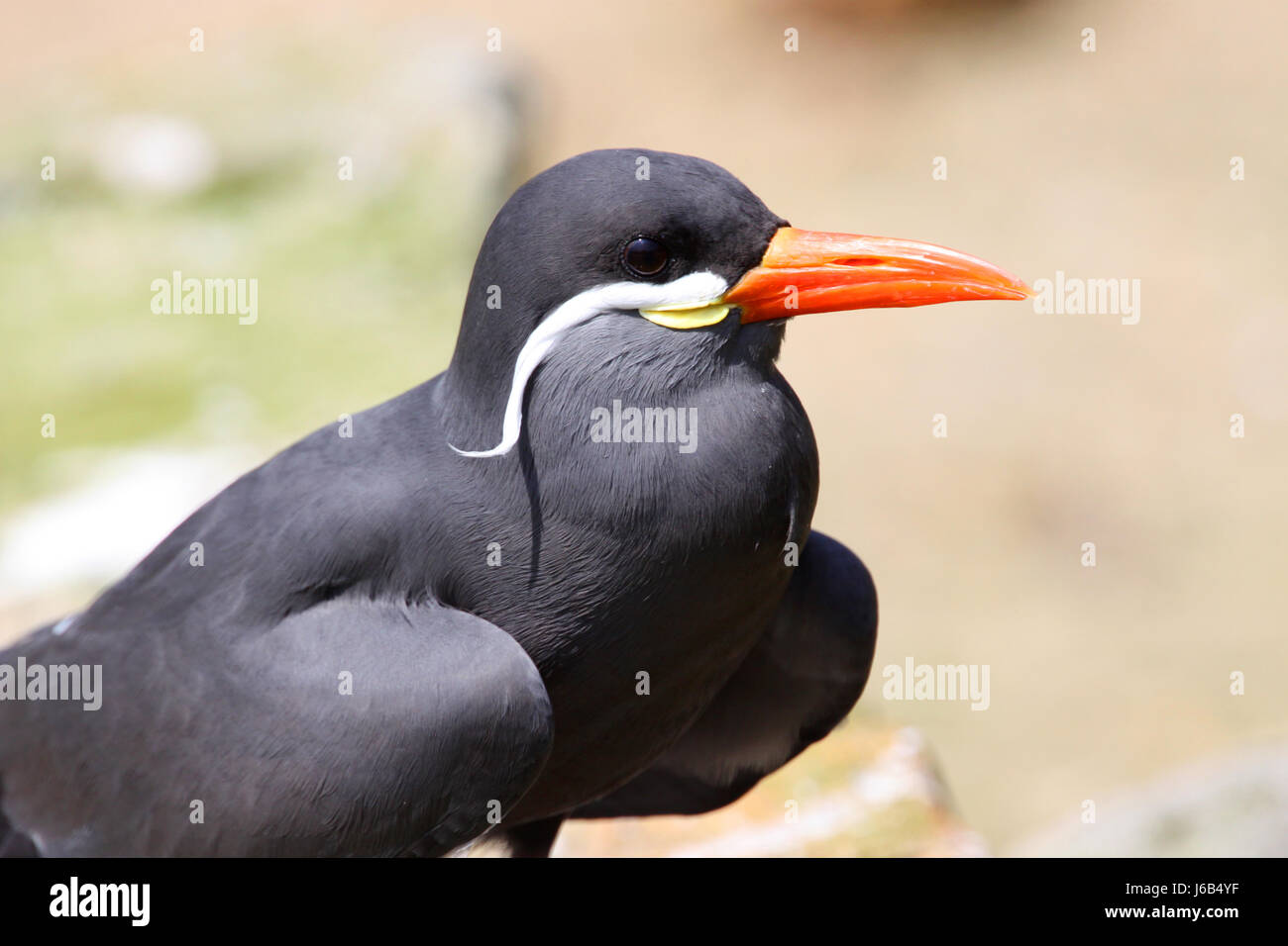 animal bird birds sea swallow animal bird birds america wet pacific ...