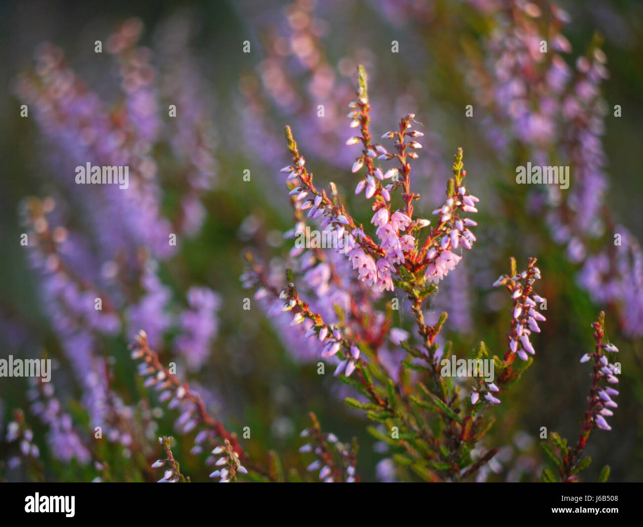 purple violet magenta heath heather garden plant bloom blossom flourish ...