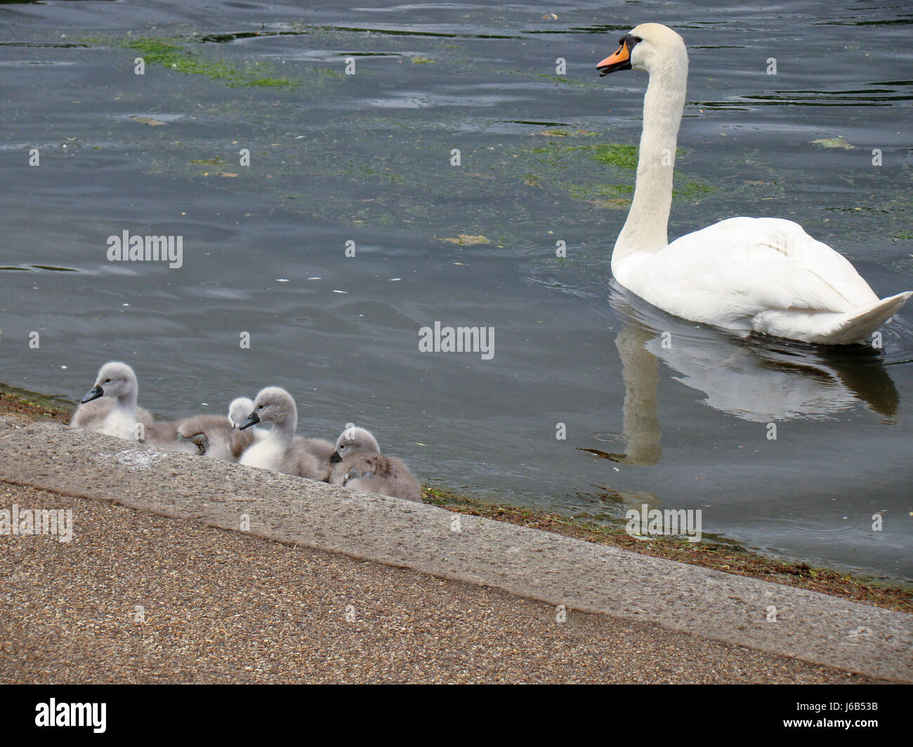 bird animals swans swan birds cub baby familiy family bird animals ...