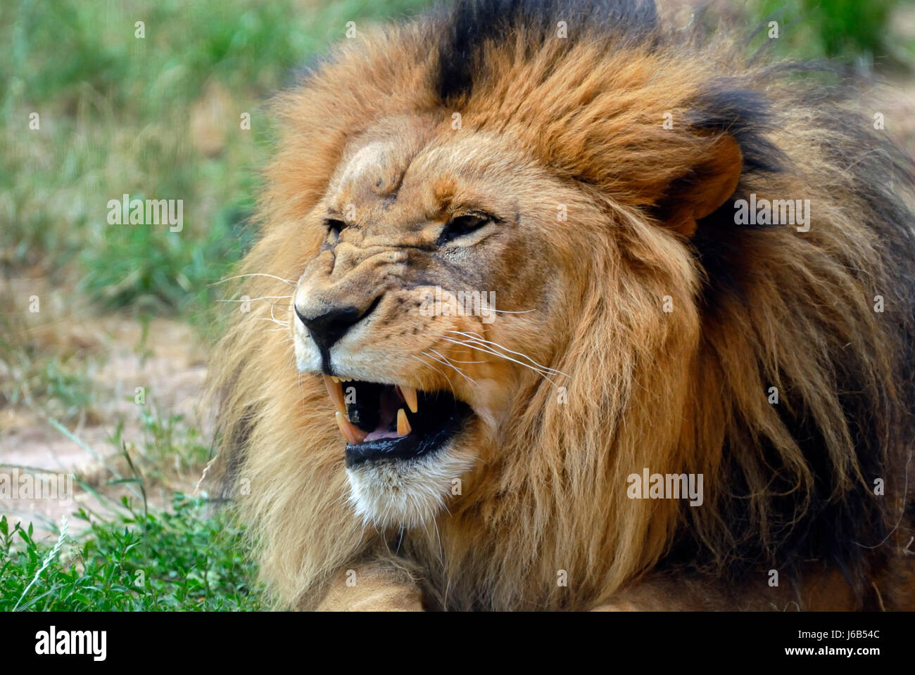 mouth teeth lion cat big cat feline predator predator snarl gefletscht ...