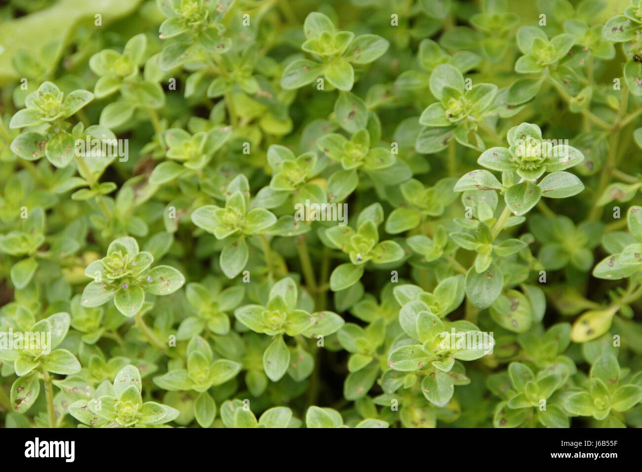 spice herb thyme eating eat eats dine dining dines herbs spice herb ...