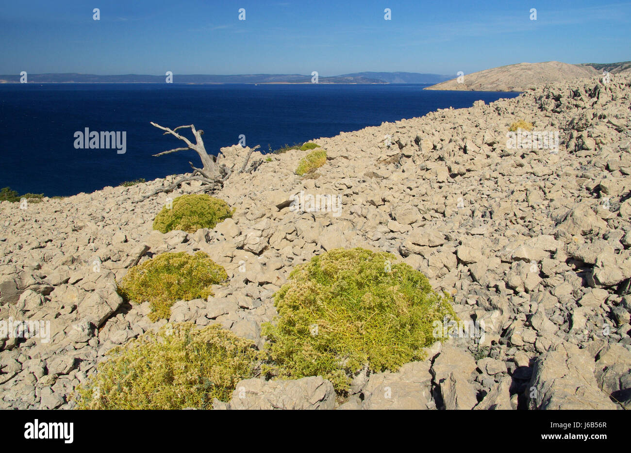 tree stone desert wasteland rock dead blue tree stone desert wasteland ...