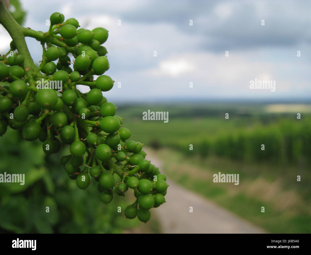 france alsace vine grape vine grape-vine nature grape macro close-up ...