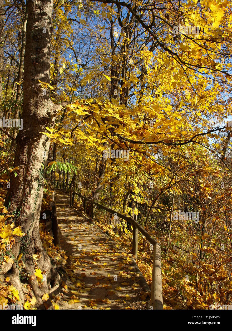 the leaves are falling Stock Photo - Alamy