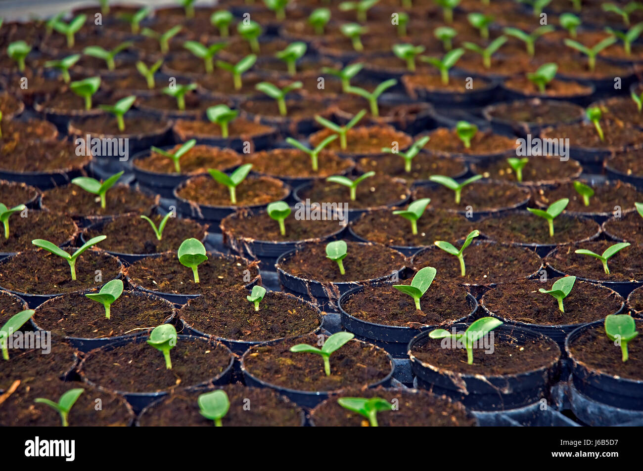 leaves small tiny little short cultivation grow globe planet earth ...