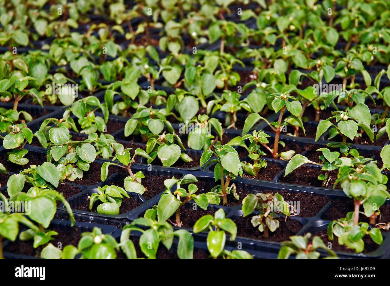 leaves agriculture farming cultivation grow cultivated plants foliage ...