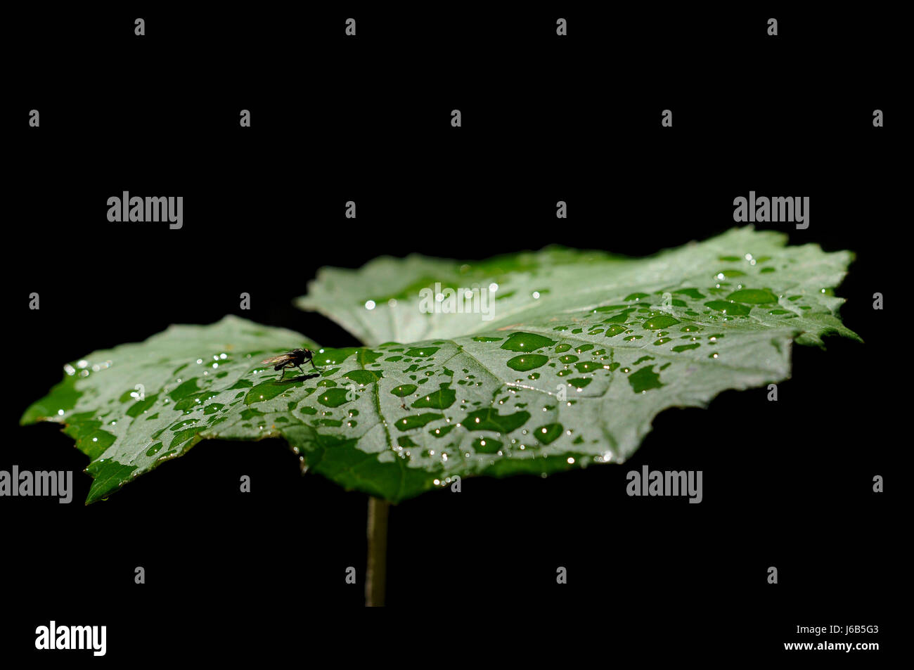 leaf fly wet pearls water drop drip drops seeping sopping drips rain ...