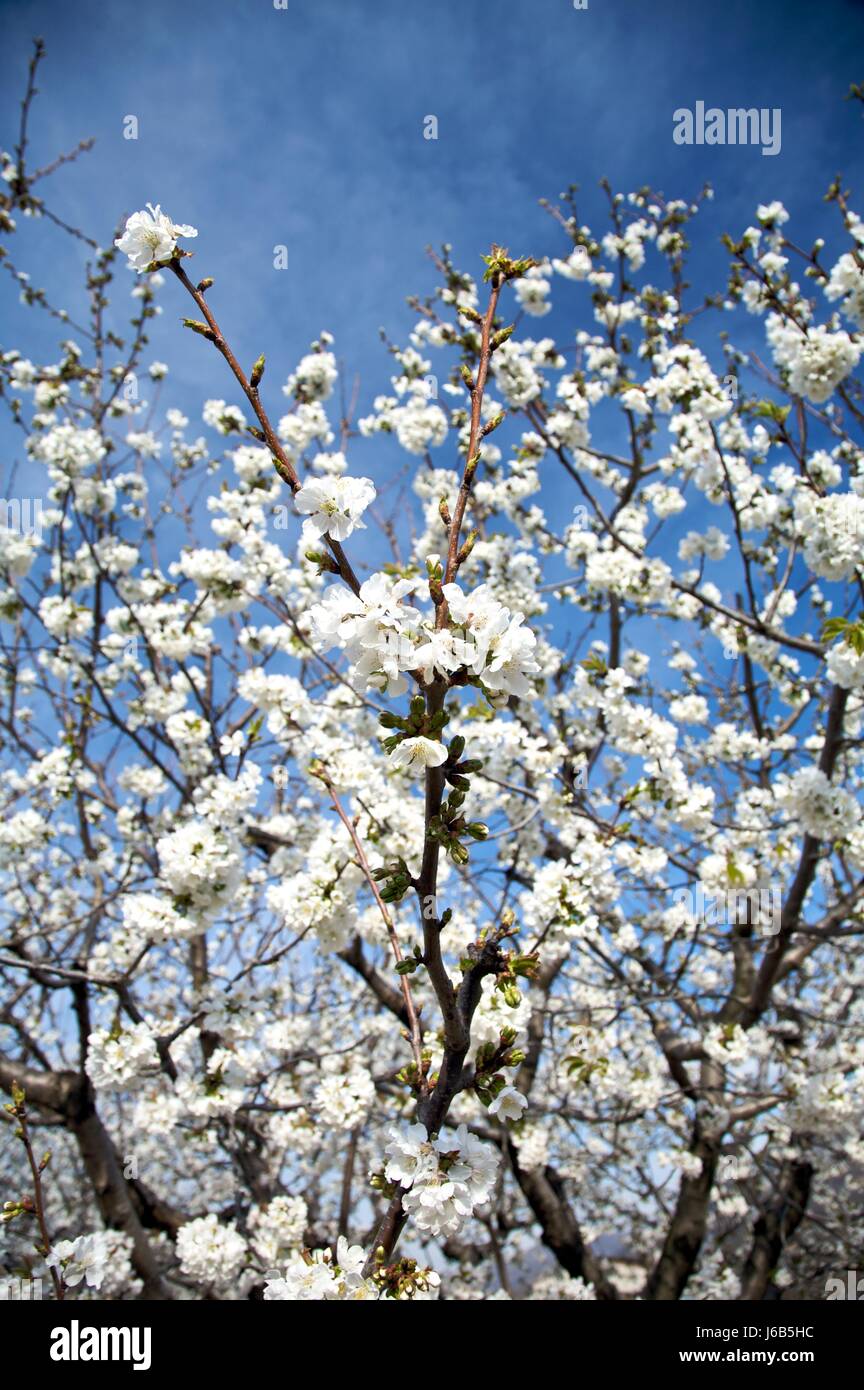 tree flower plant agriculture farming branch almond forest nature leaf ...