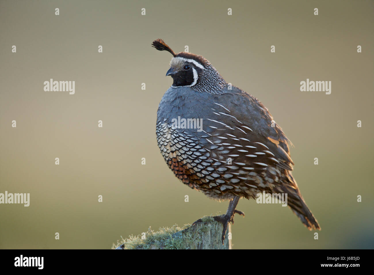 California quail (Callipepla californica), also known as the California ...