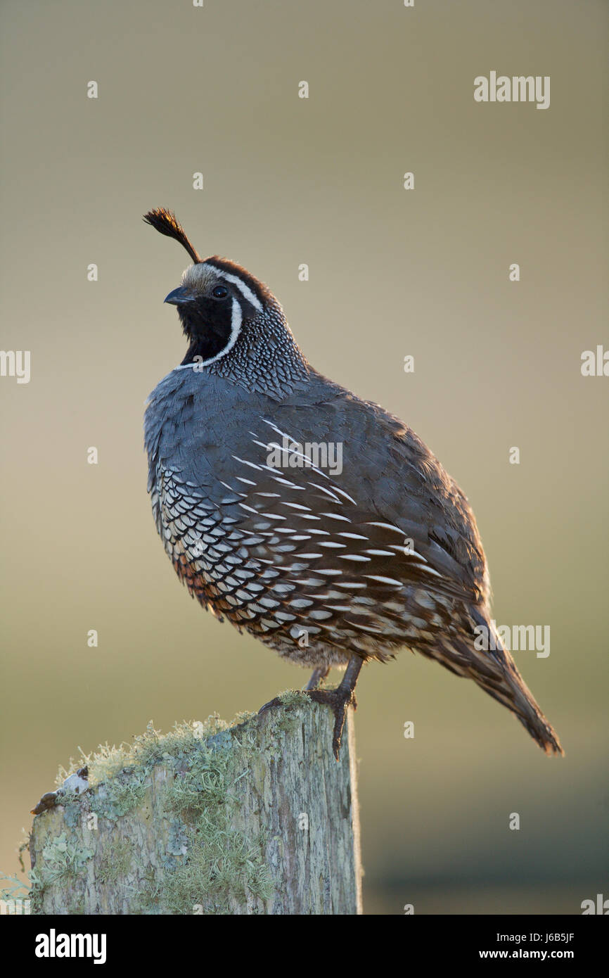 California valley quail hi-res stock photography and images - Alamy