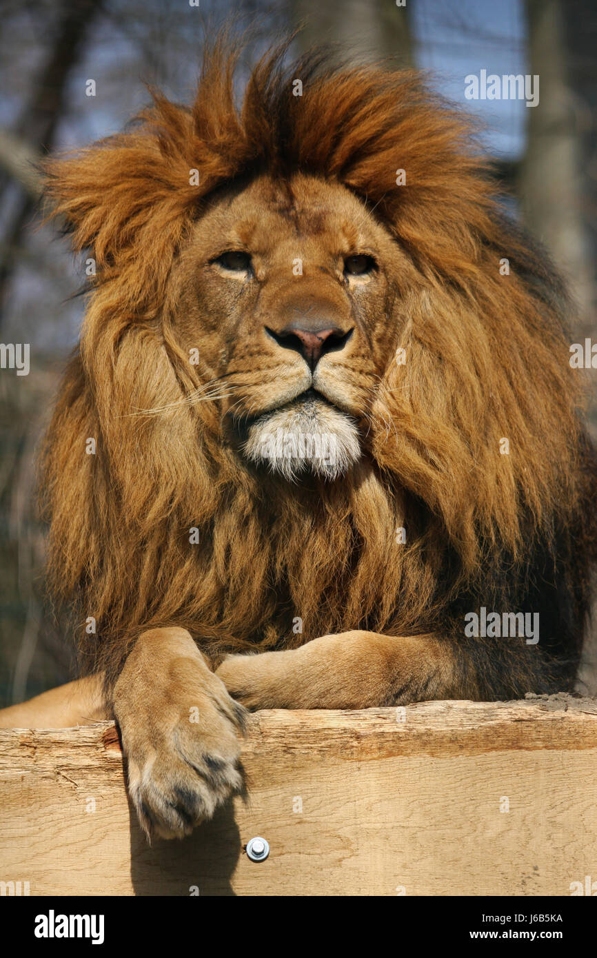 danger africa lion cat big cat feline predator sleep sleeping predator ...