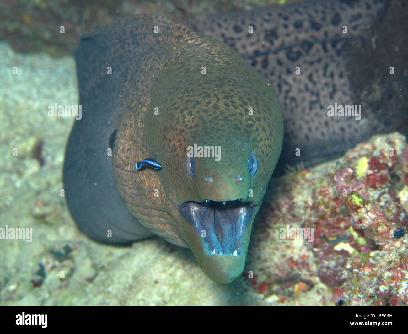 fish underwater pisces salt water sea ocean water brown brownish ...