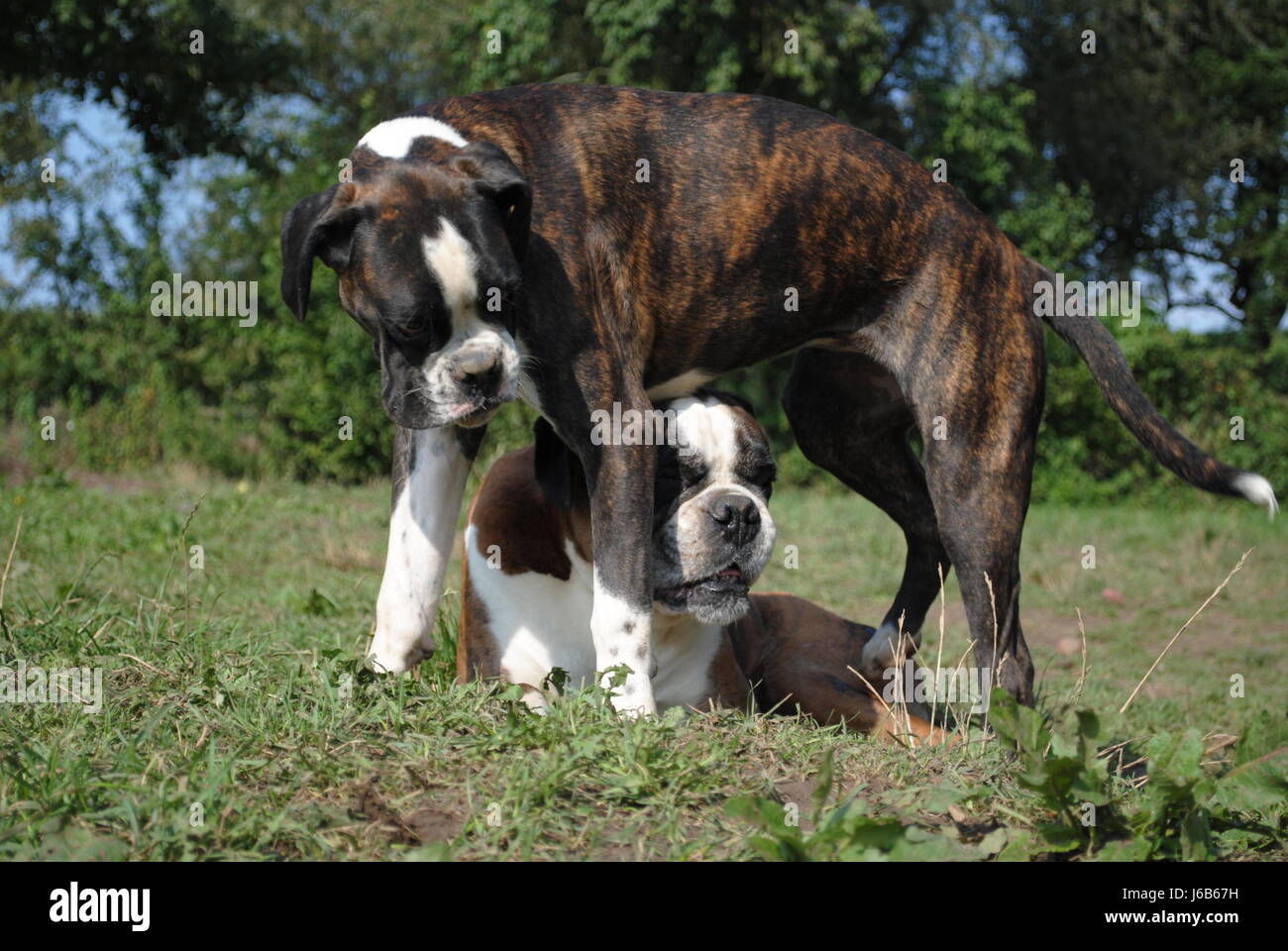 dog dogs boxer daddies fathers daughters familiy family daugther ...