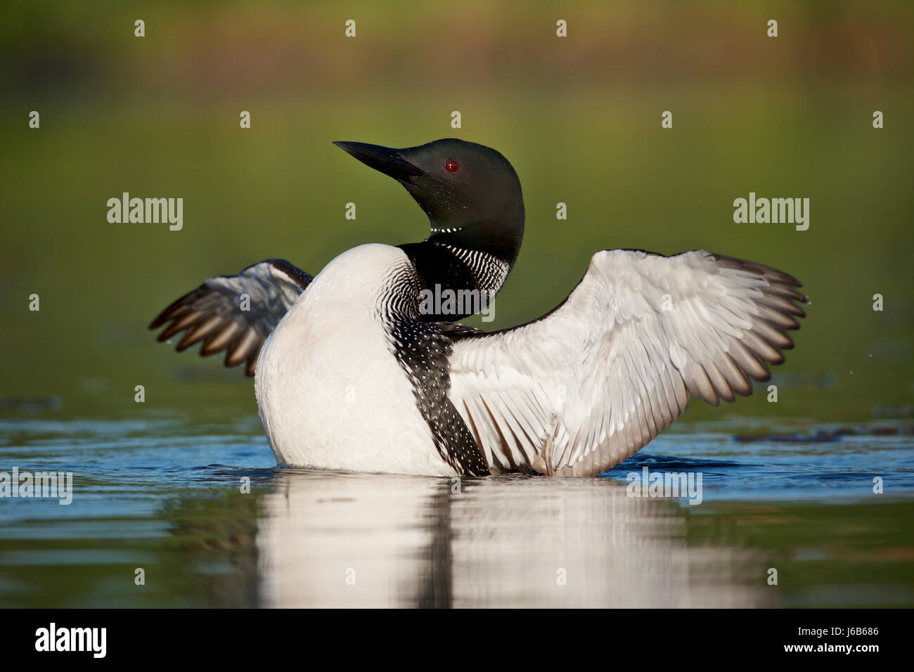 Great Northern Loon (Gavia immer), Common Loon Stock Photo - Alamy