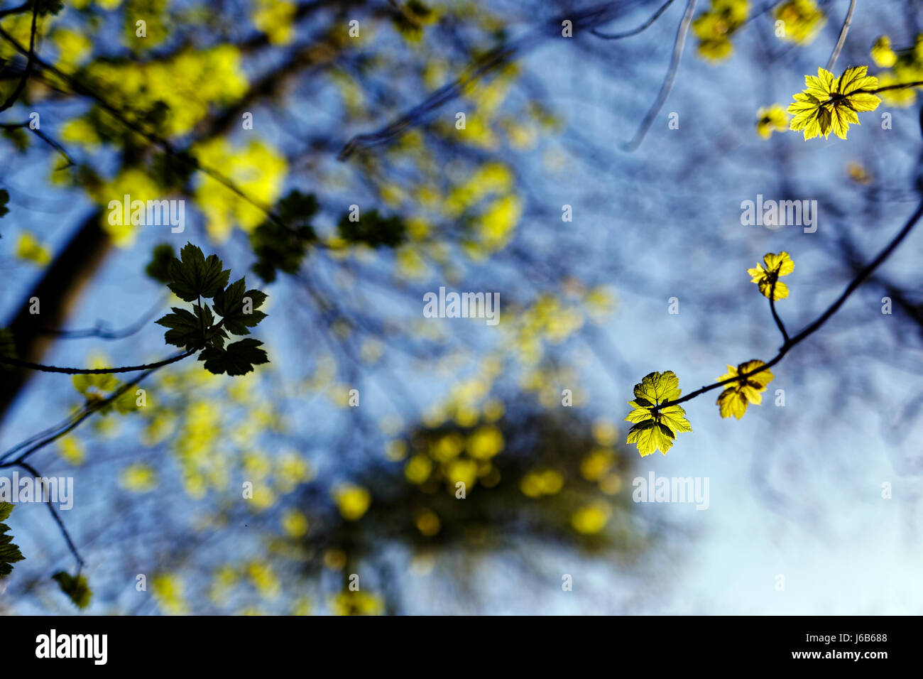Spring leaves on tree Stock Photo - Alamy