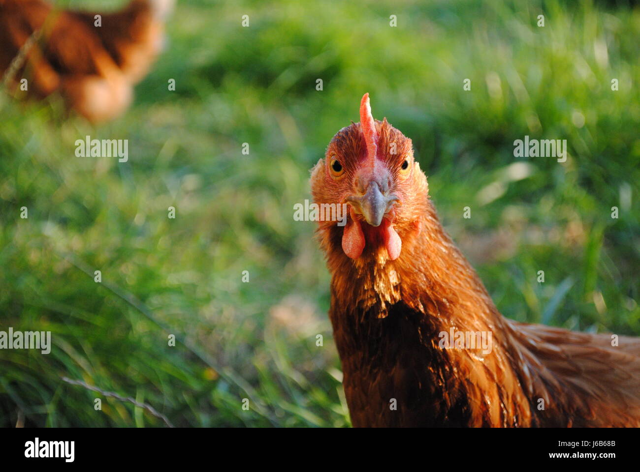 animal bird brown brownish brunette birds chicken hen chickens hens ...