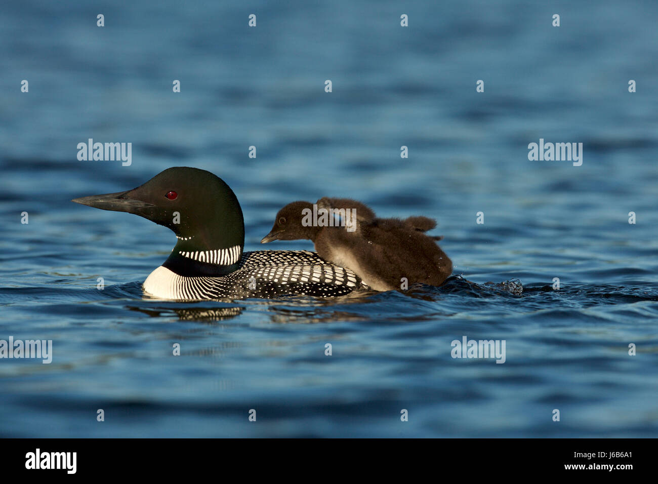 Great Northern Loon (Gavia immer), Common Loon Stock Photo - Alamy