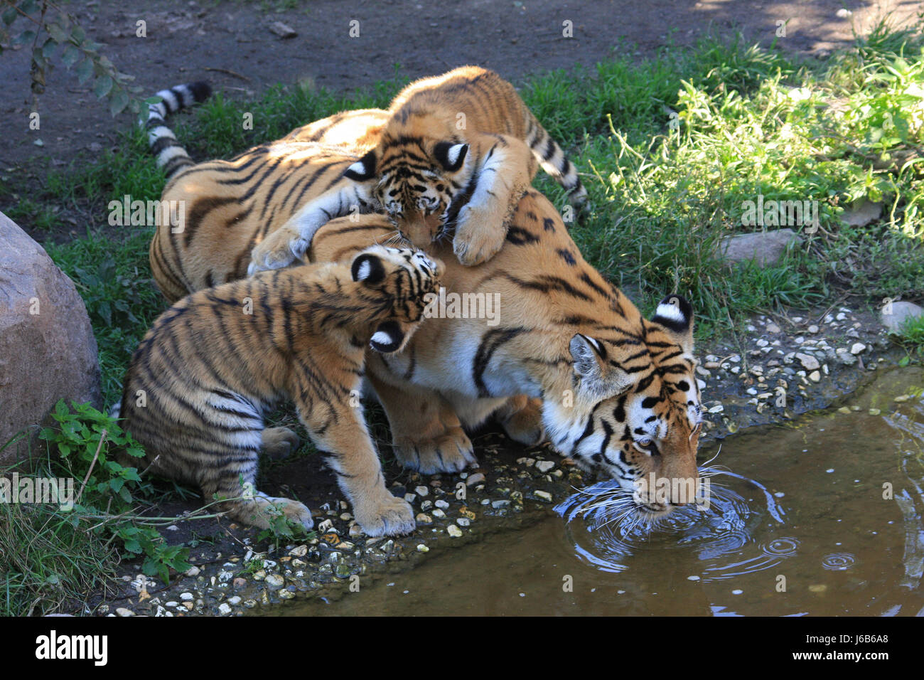 Tigerkind hi-res stock photography and images - Alamy