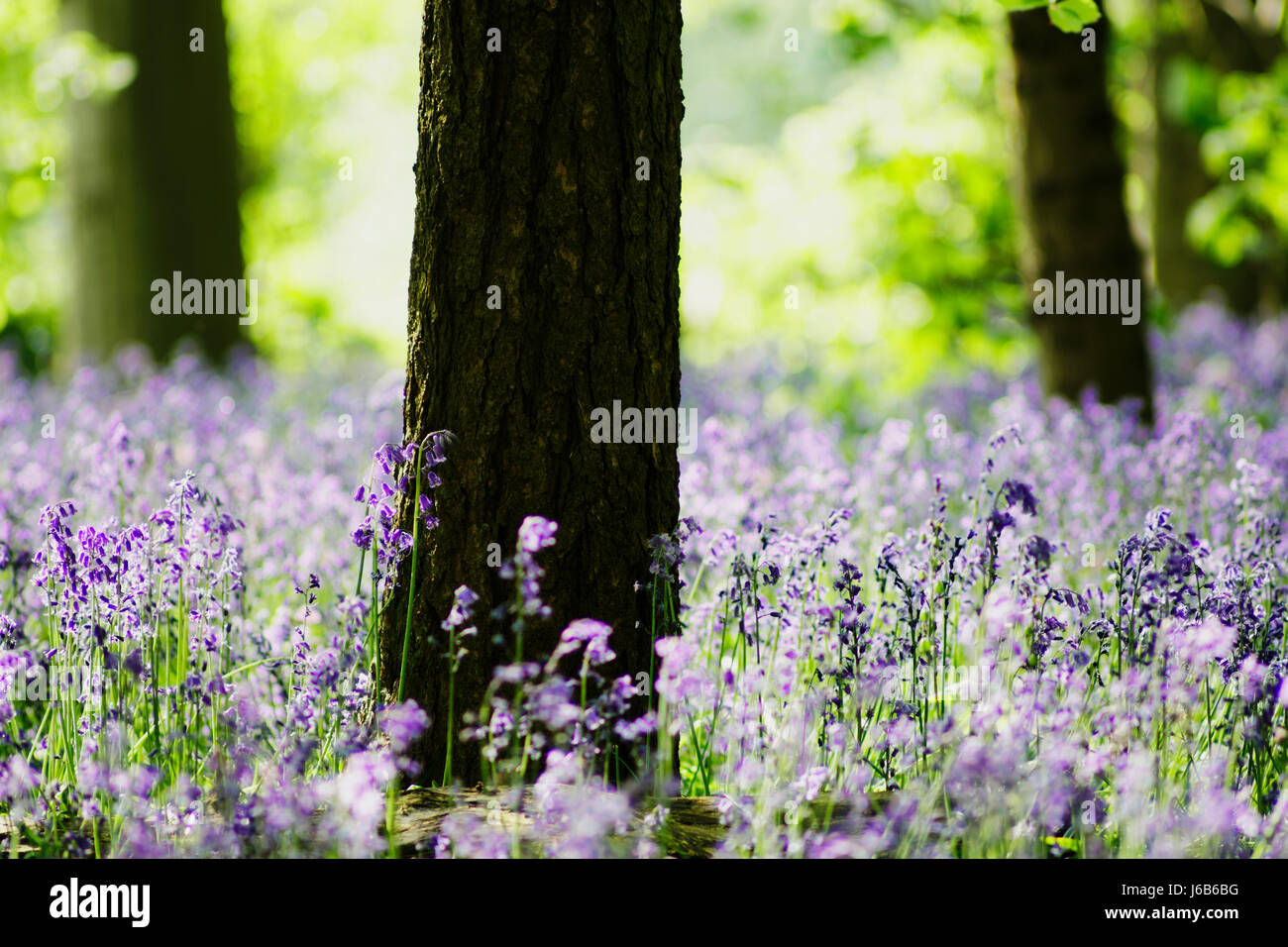 Bluebells in Woods Stock Photo - Alamy