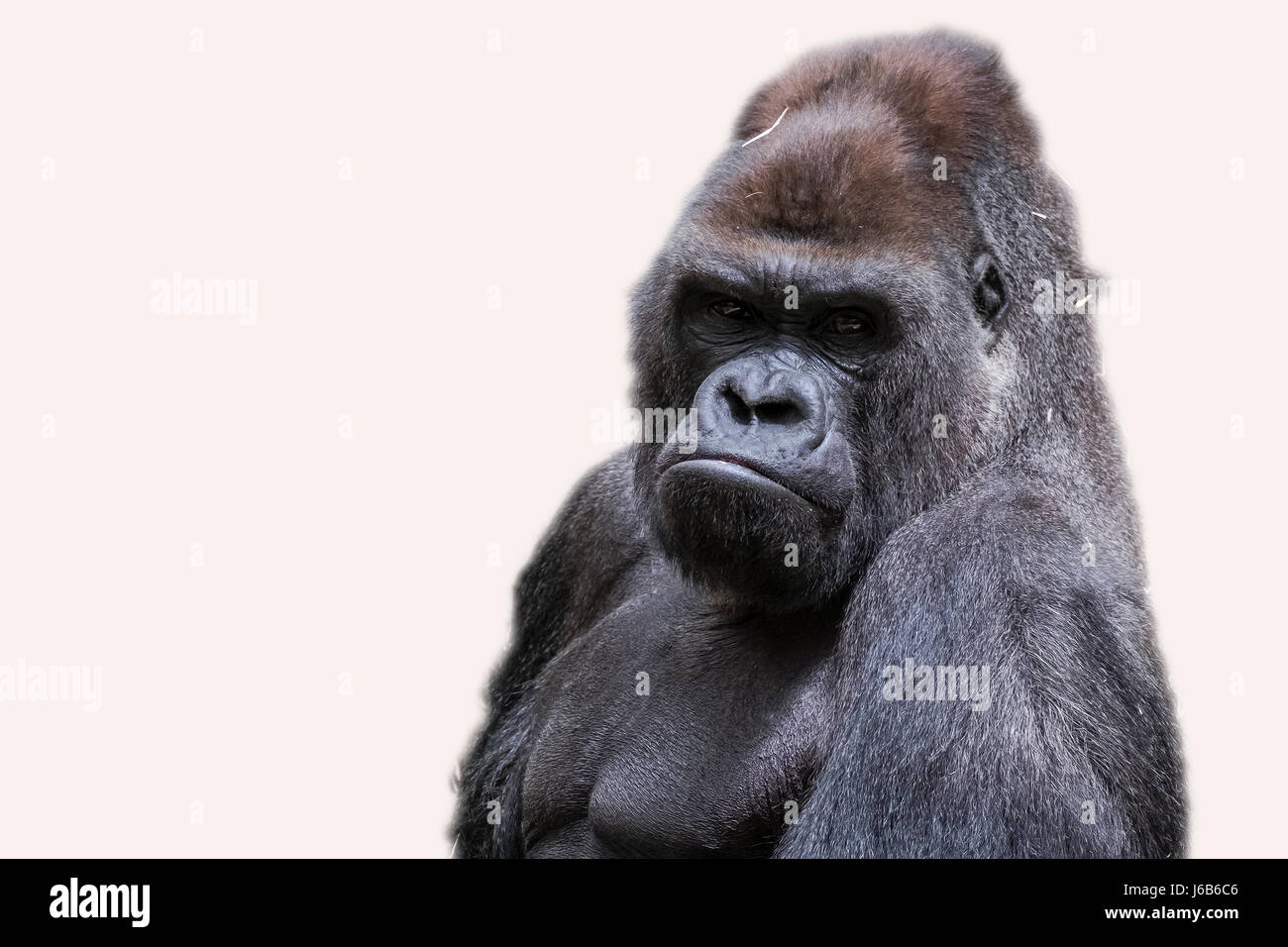 Gorilla face hi-res stock photography and images - Alamy