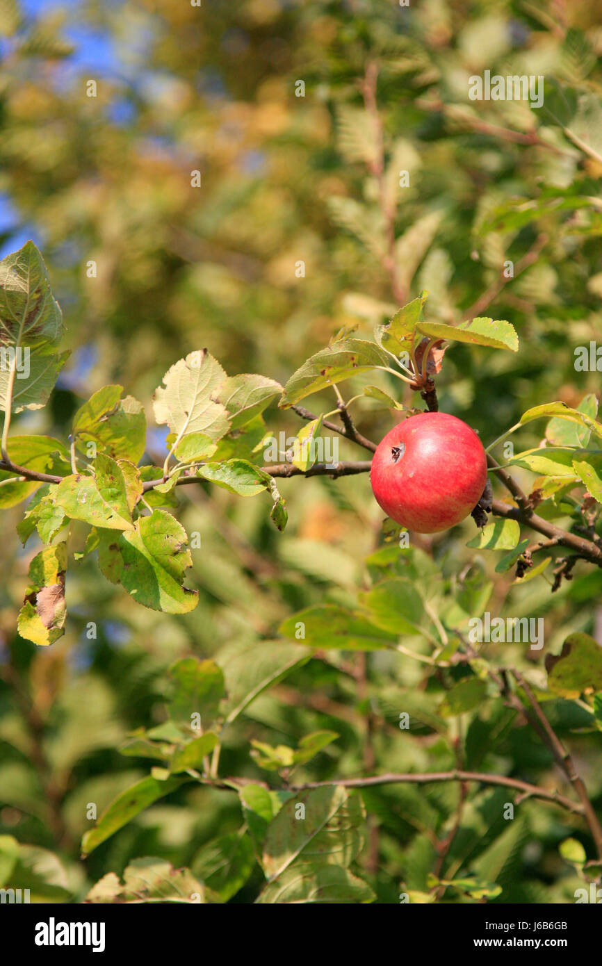 leaf leaves apple tree branch apples apple red food aliment colour tree ...