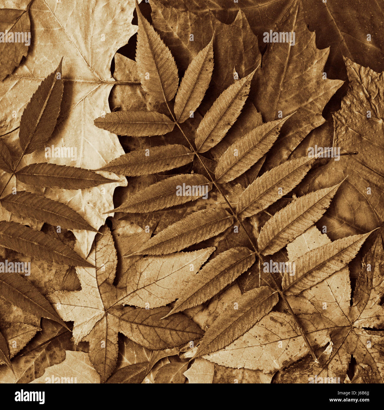 Sepia leaves hi-res stock photography and images - Alamy