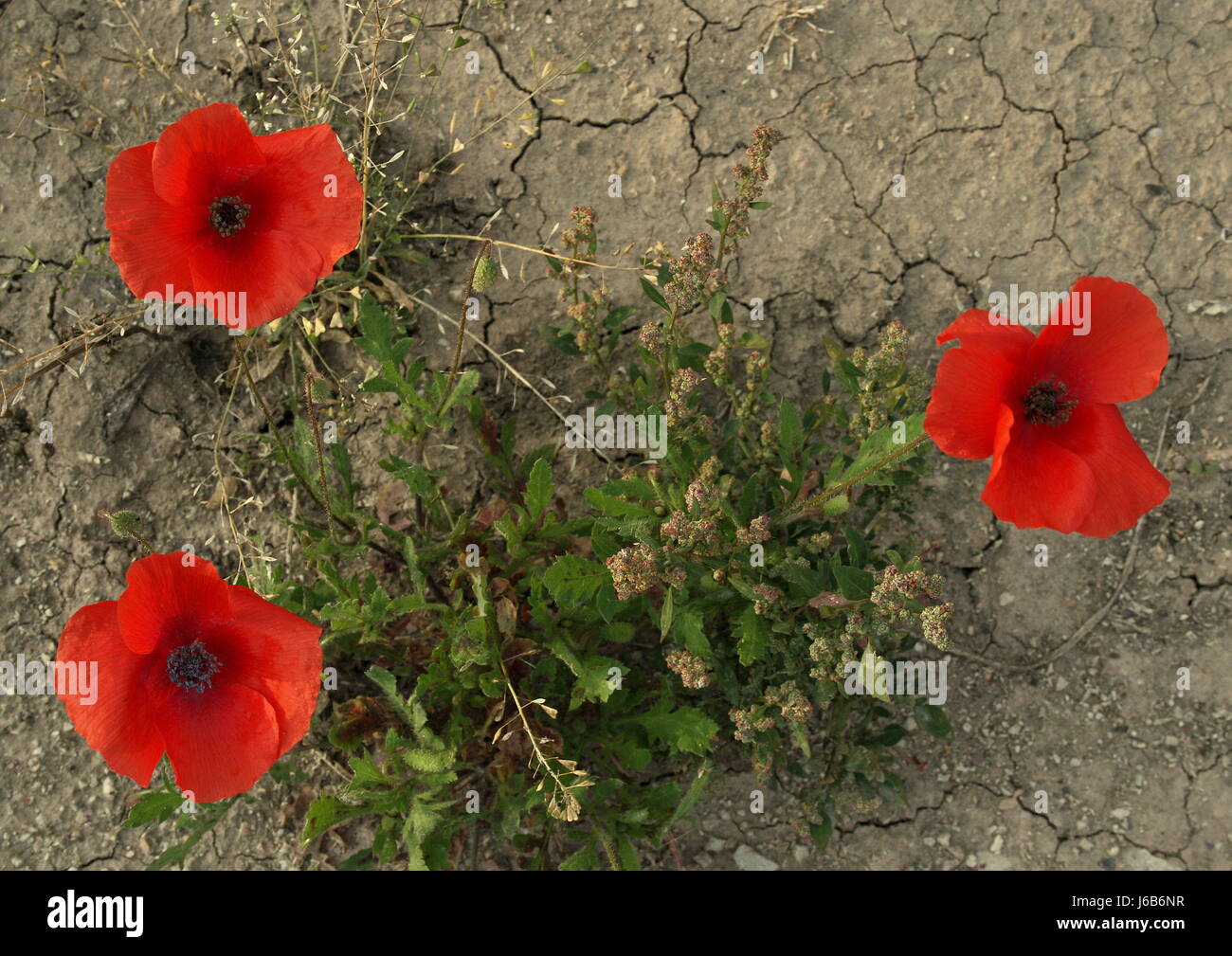 poppy corn poppy three triangle triangular geometric poppy corn poppy ...