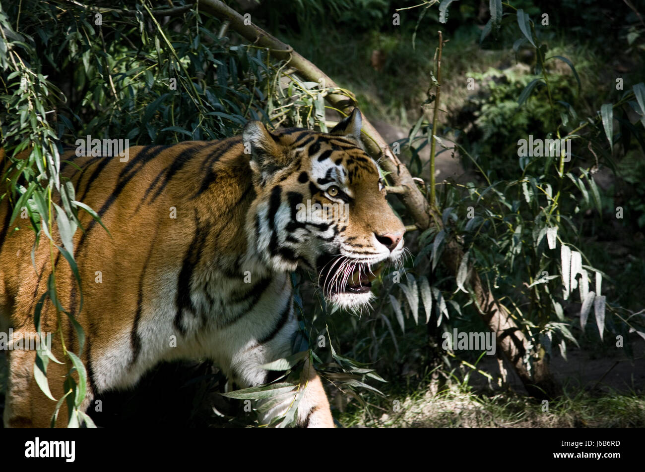 danger risk big cat feline predator cat tiger jungle fear pussycat ...