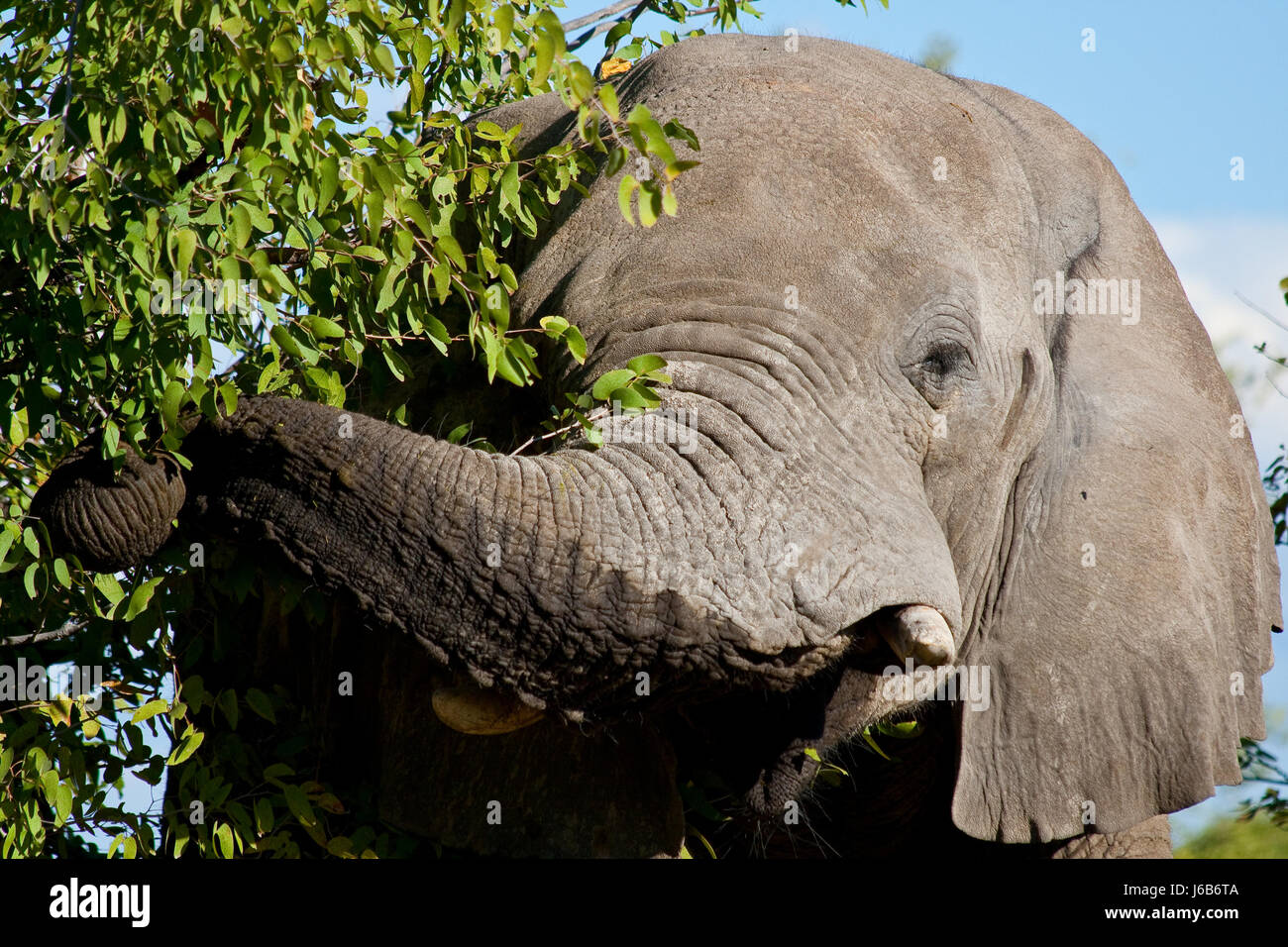 portrait to gorge engulf devour proboscis tree hunger portrait to gorge ...