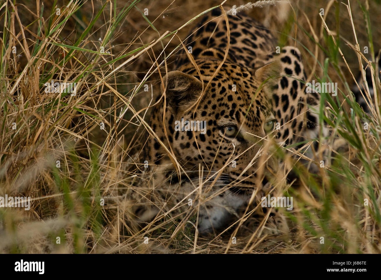 hiding-place cat big cat feline predator leopard cover pliableness ...