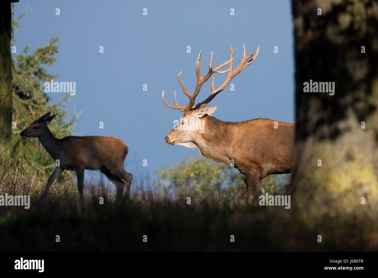 deer stag hart stag animal wild animals europe meadows to gorge engulf ...