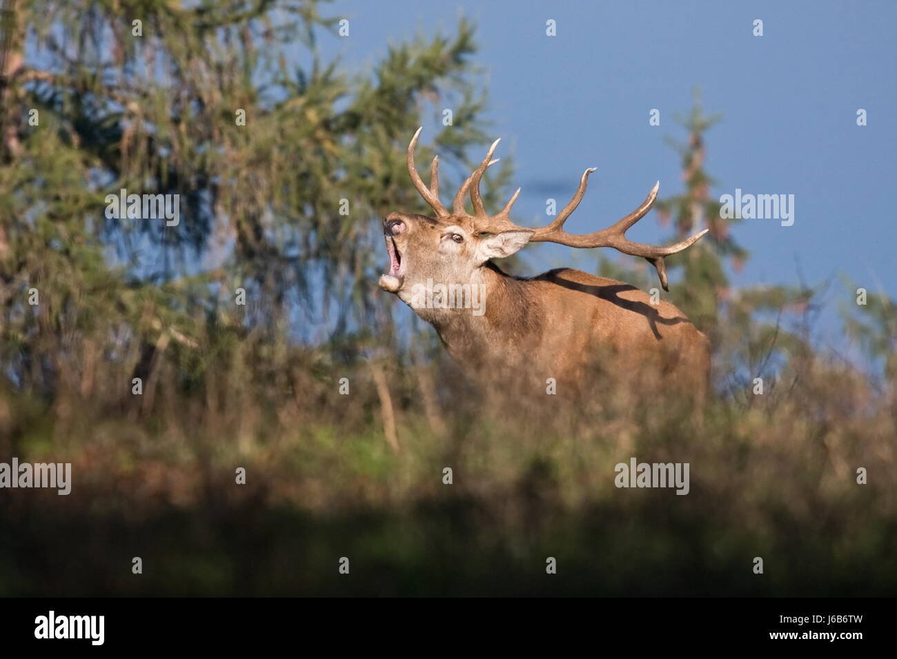 deer stag hart stag animal wild animals europe meadows to gorge engulf ...