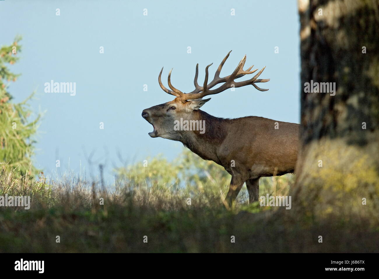deer stag hart stag animal wild animals europe meadows to gorge engulf ...