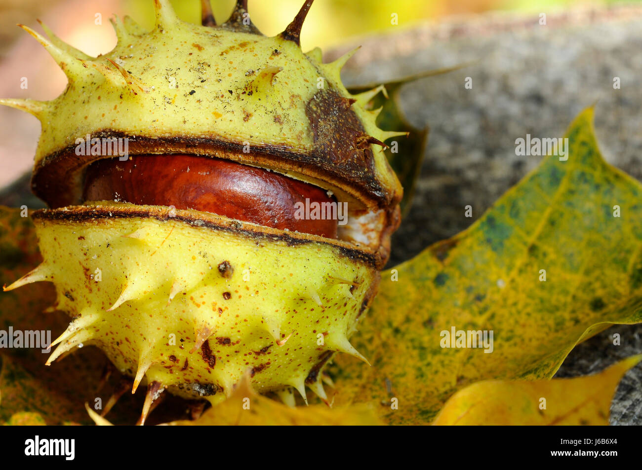 chestnut - castanea Stock Photo - Alamy