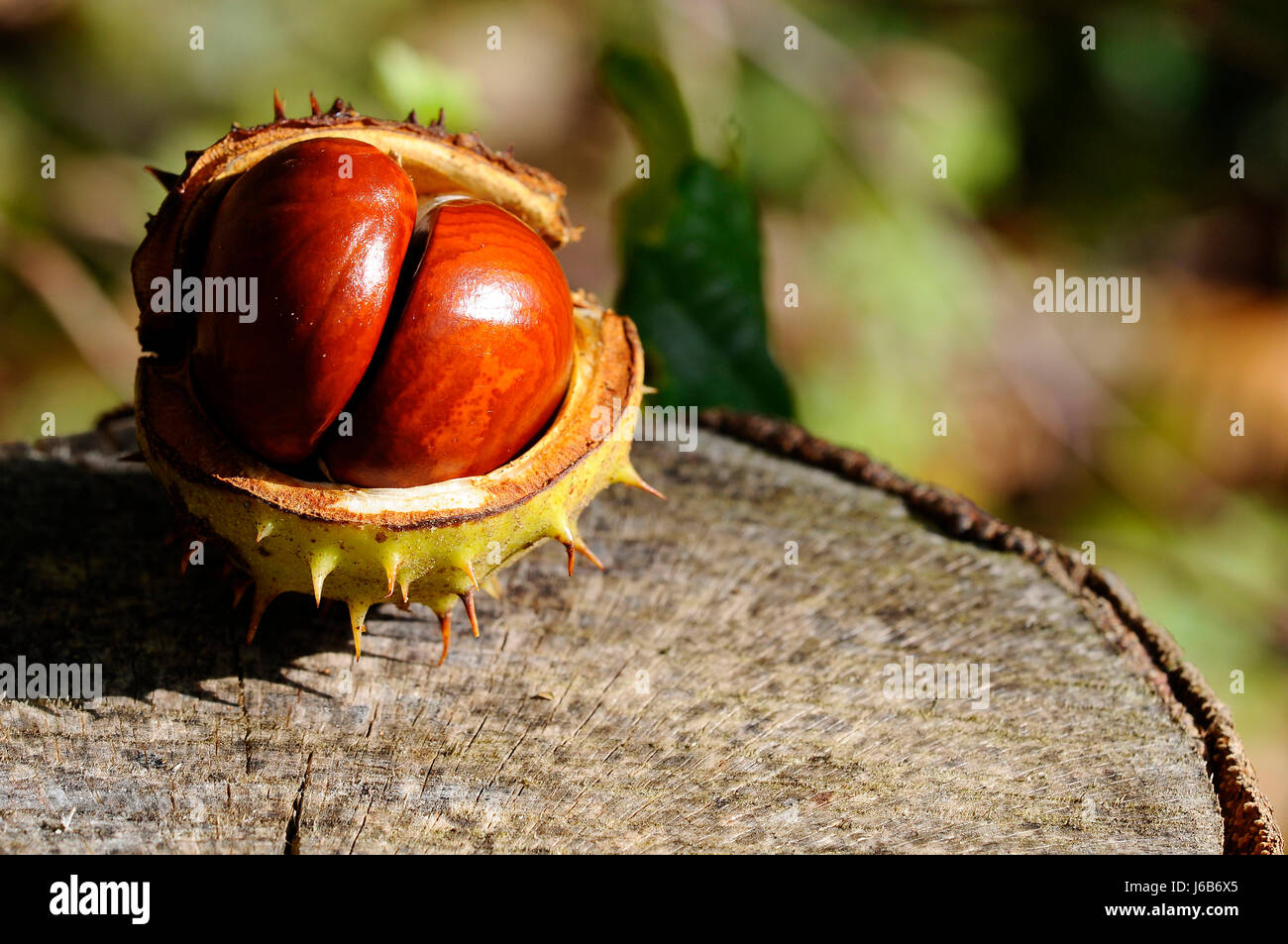 fruit chestnuts season chestnut fall autumn tree emblem wood brown ...