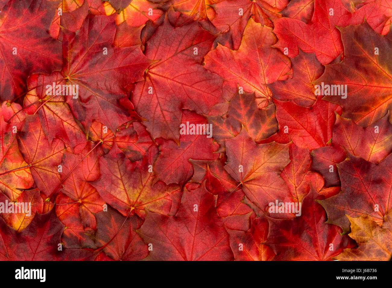 leaves wellness season backdrop background fall autumn tree trees ...