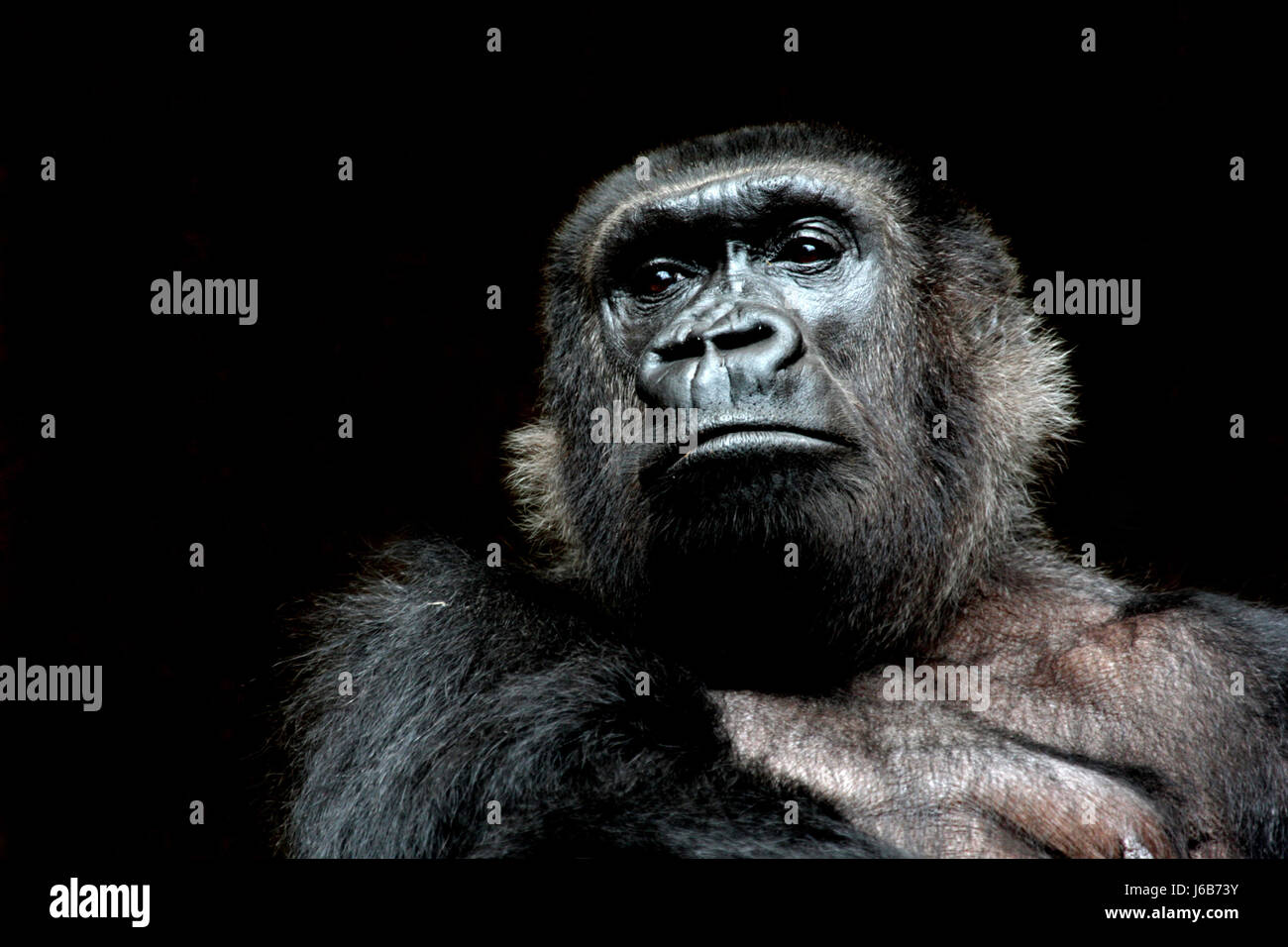 mammal portrait monkey mimic art gorilla anthropoid pose mammal ...