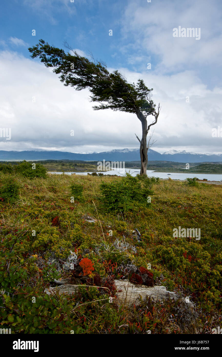 Bandera (Flag) Tree of Tierra del Fuego, Argentina Stock Photo - Alamy