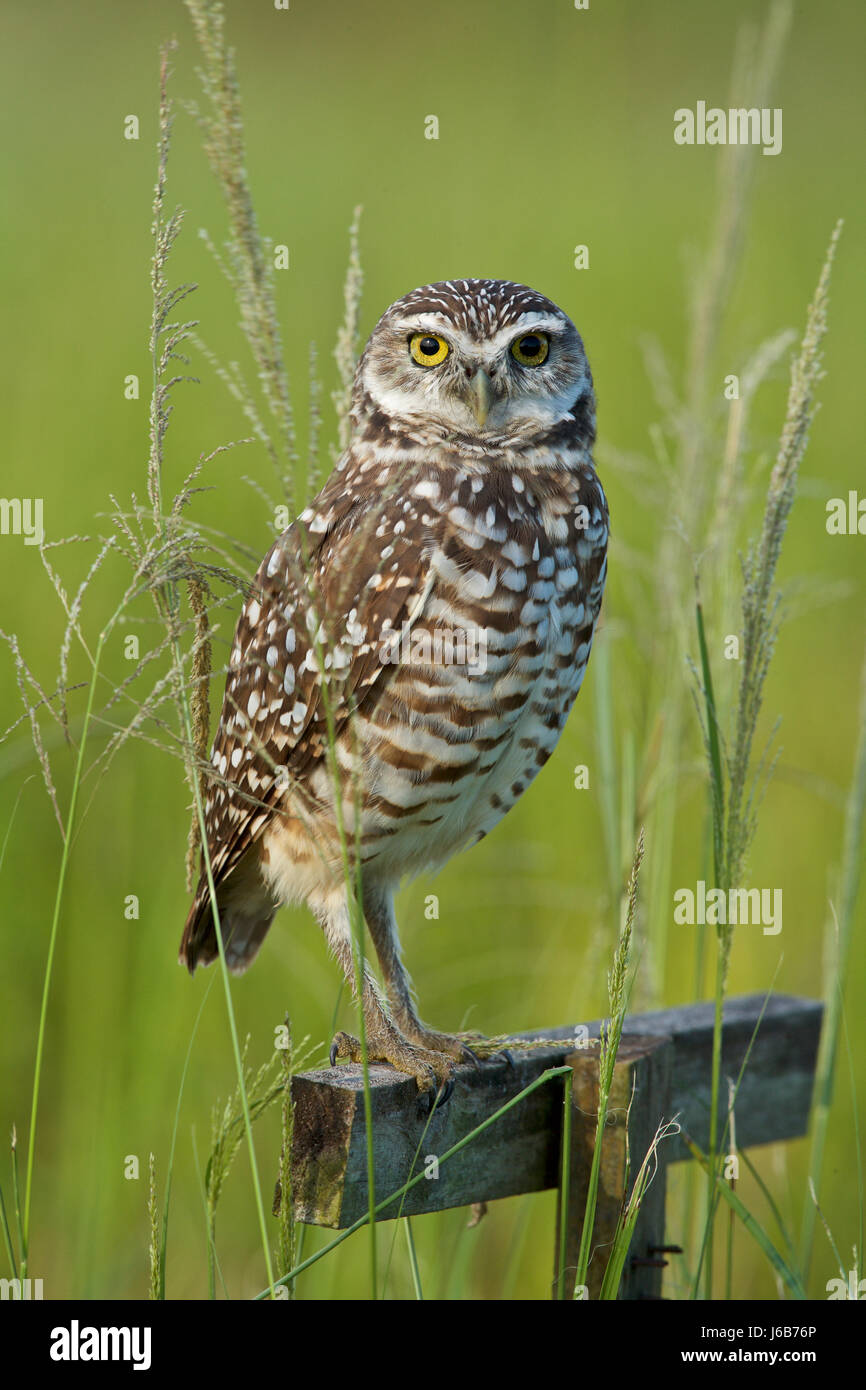 burrowing owl (Athene cunicularia Stock Photo - Alamy