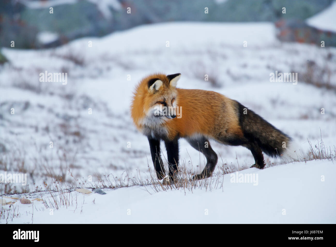 Red Fox , Vulpes vulpes Stock Photo - Alamy