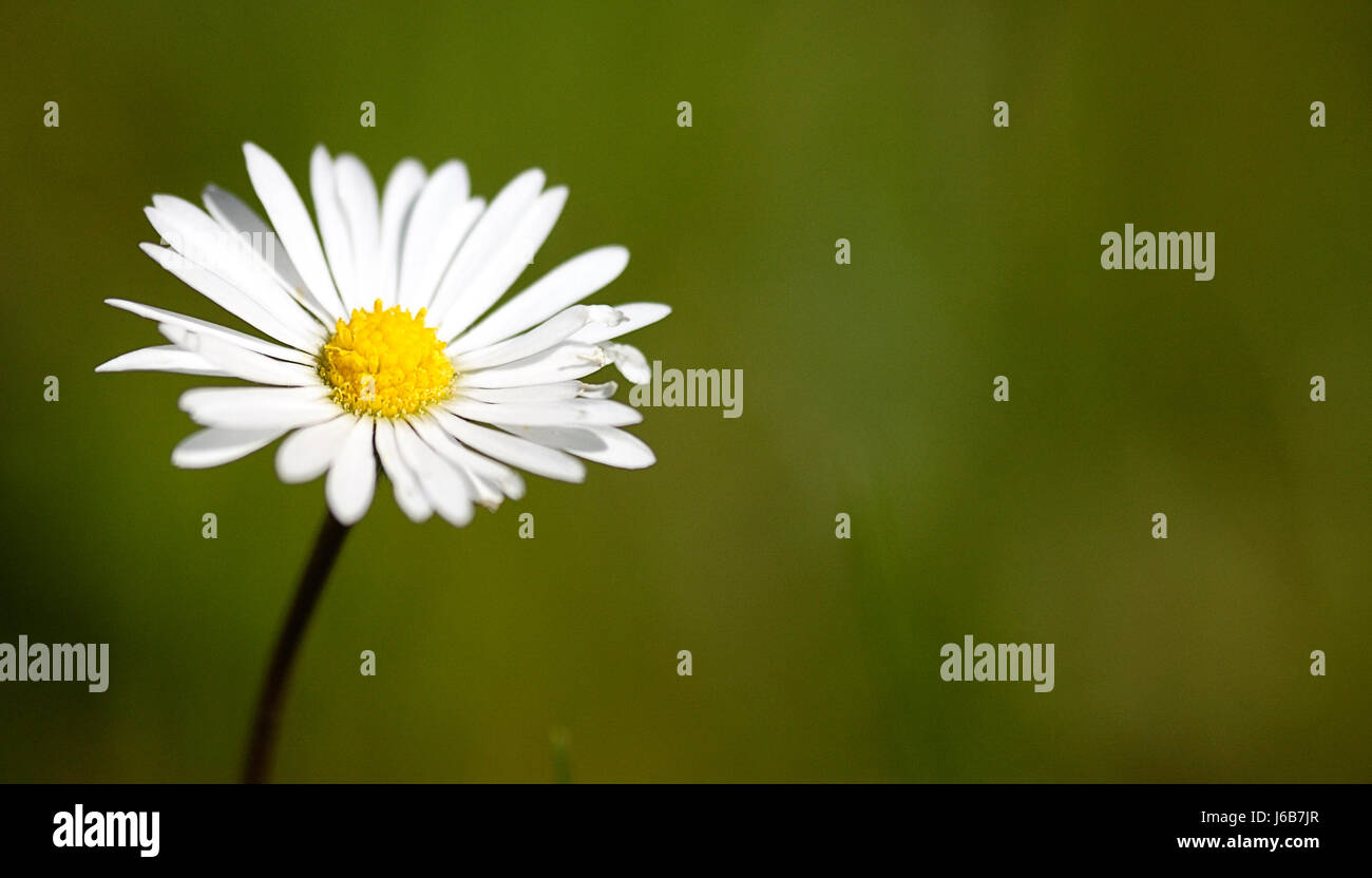 flower plant green flowers blank european caucasian florets daisy ...