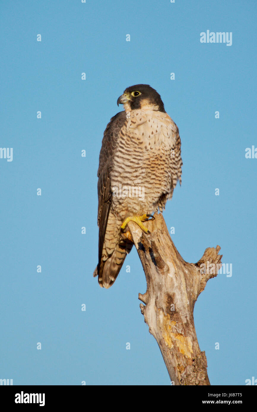 American peregrine falcon, Falco peregrinus anatum Stock Photo - Alamy