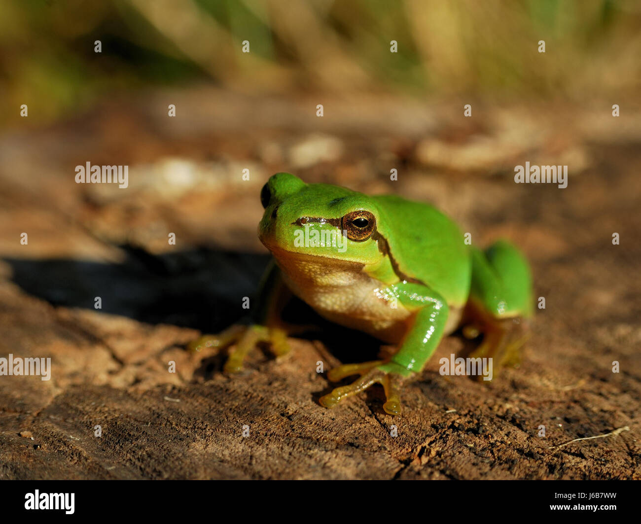 animal green small tiny little short frog greenback tree frog nature ...